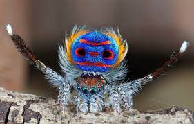 Spinsels | Daagse Dingen